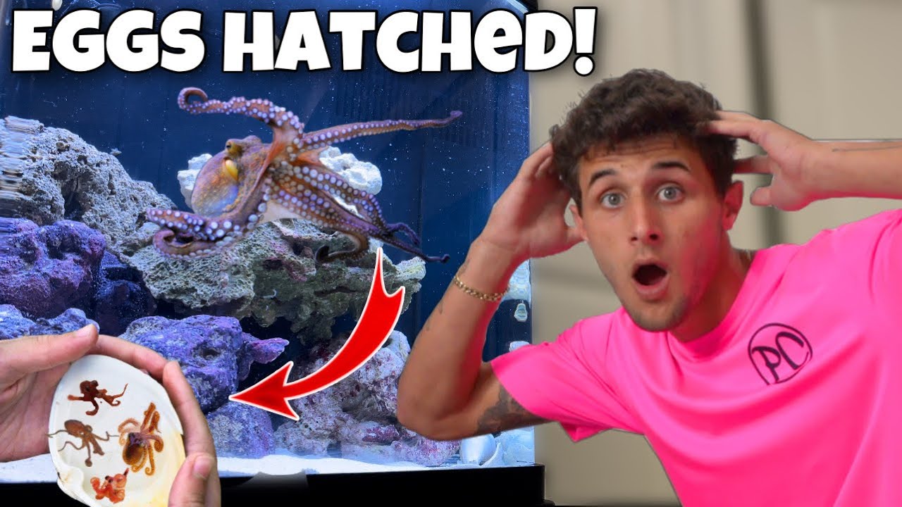My octopus eggs hatched! Update