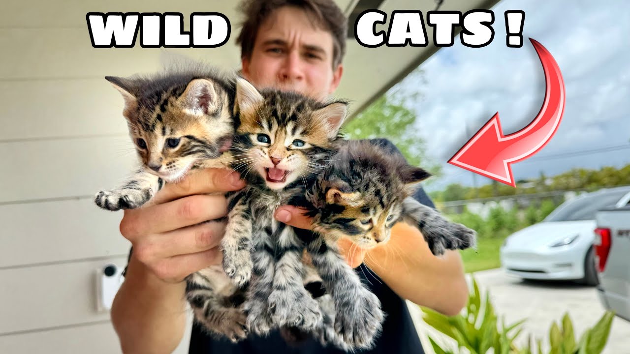 I found $10,000 kittens in my wildcats!