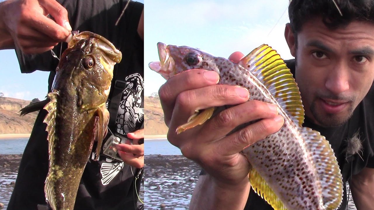 5 fish species in 15 minutes - catch and release!