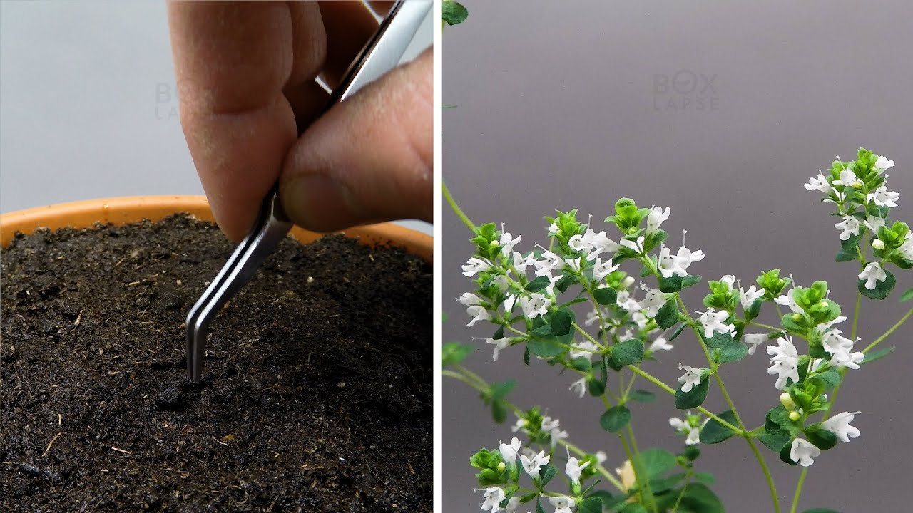 From seed to bloom: Oregano in 70 days!