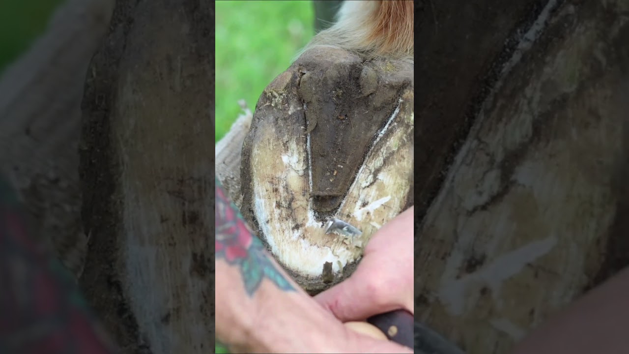 Time for a quick hoof trim!⚒️