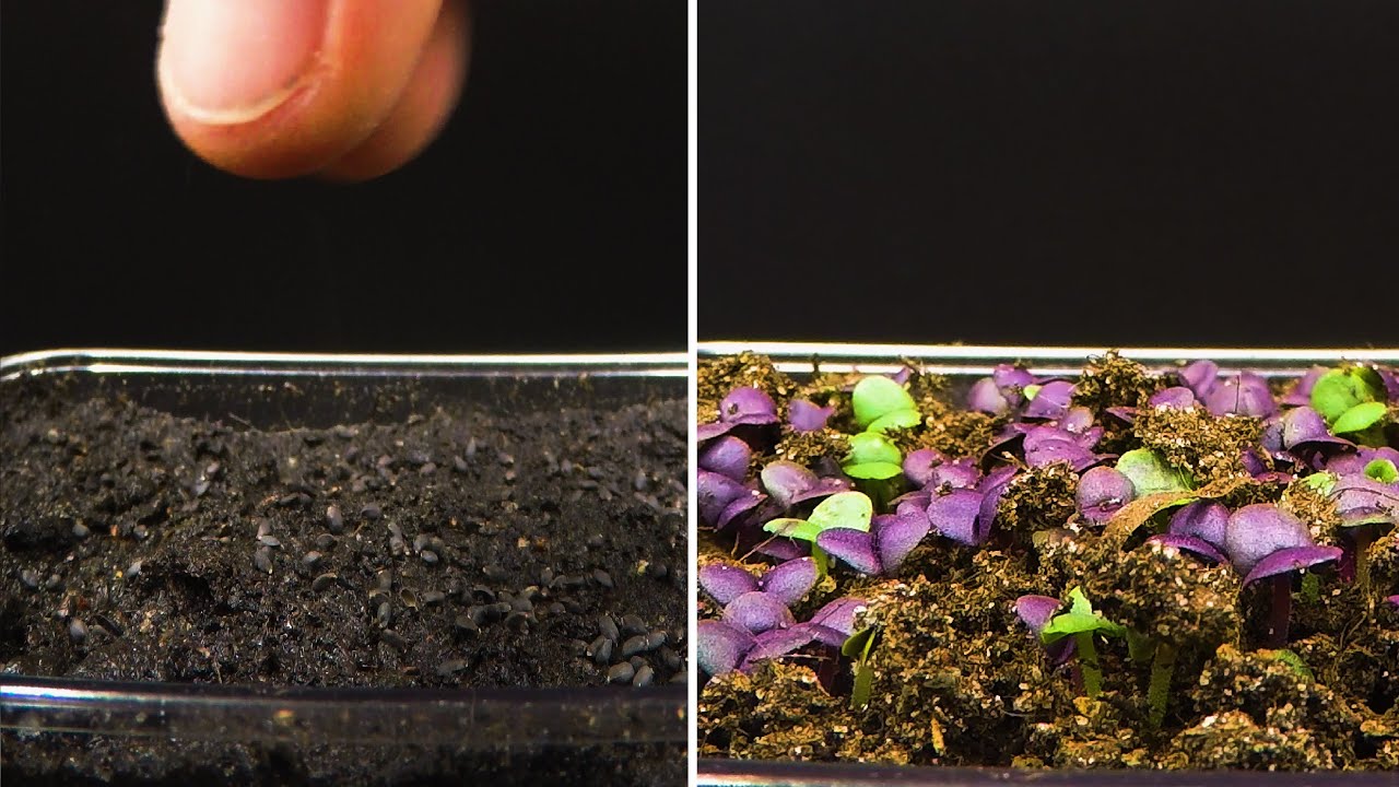 Watch purple basil microgreens transform!