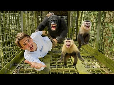 Watch my capuchin monkeys explore a new world!