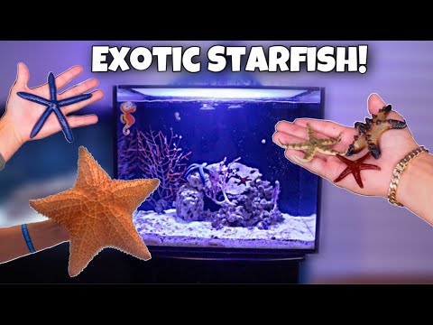 BUYING COLORFUL STAR-FISH For My AQUARIUM!! *Rare*