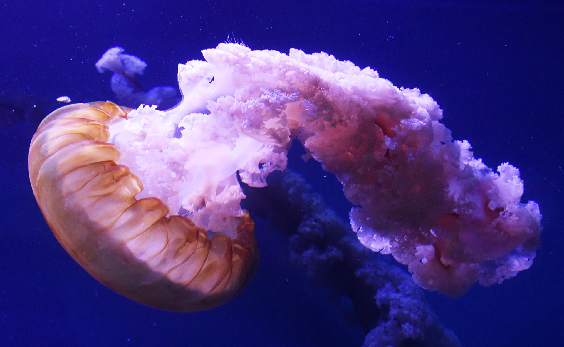 The most dangerous creatures beneath the waves