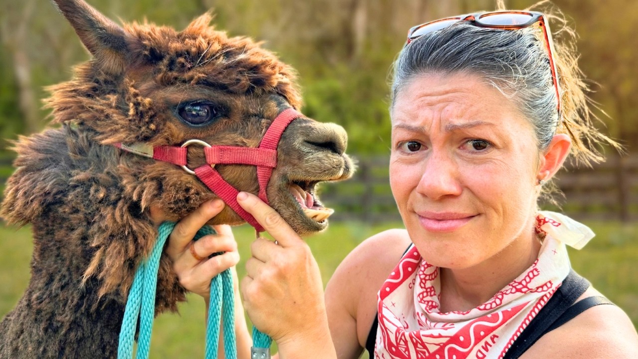 Please don't get an alpaca