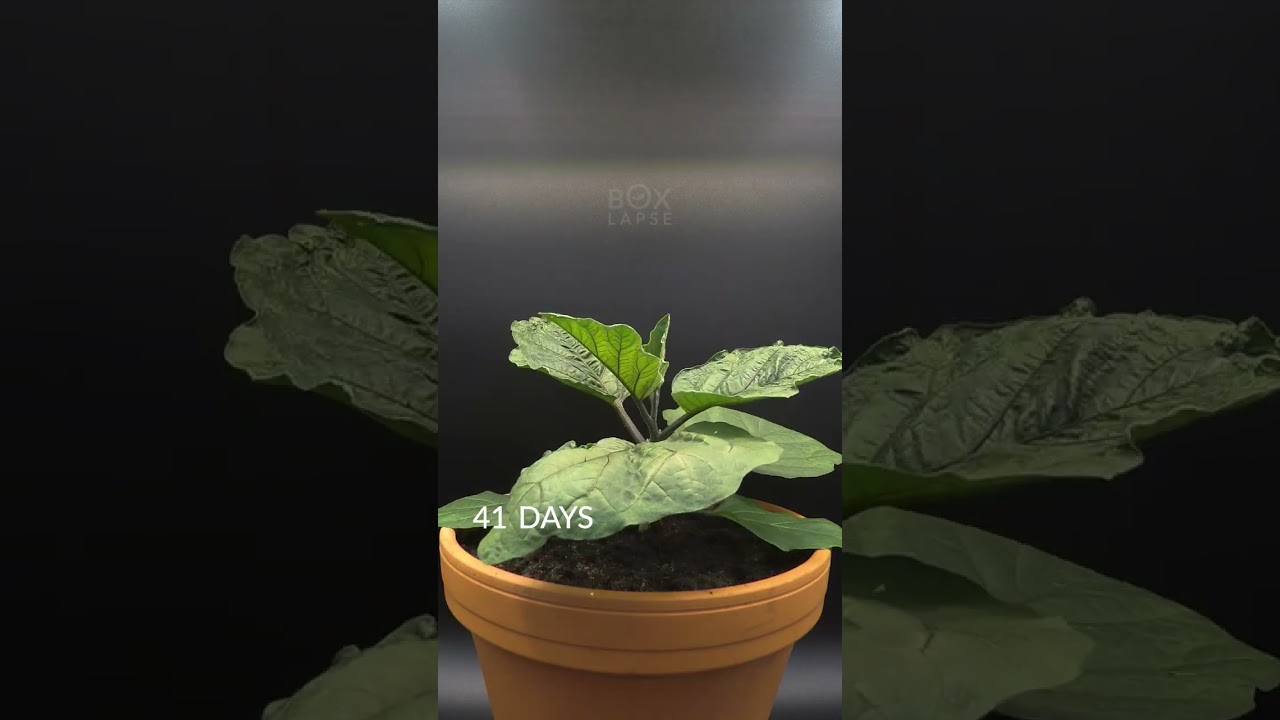 Watch a baby eggplant grow before your eyes