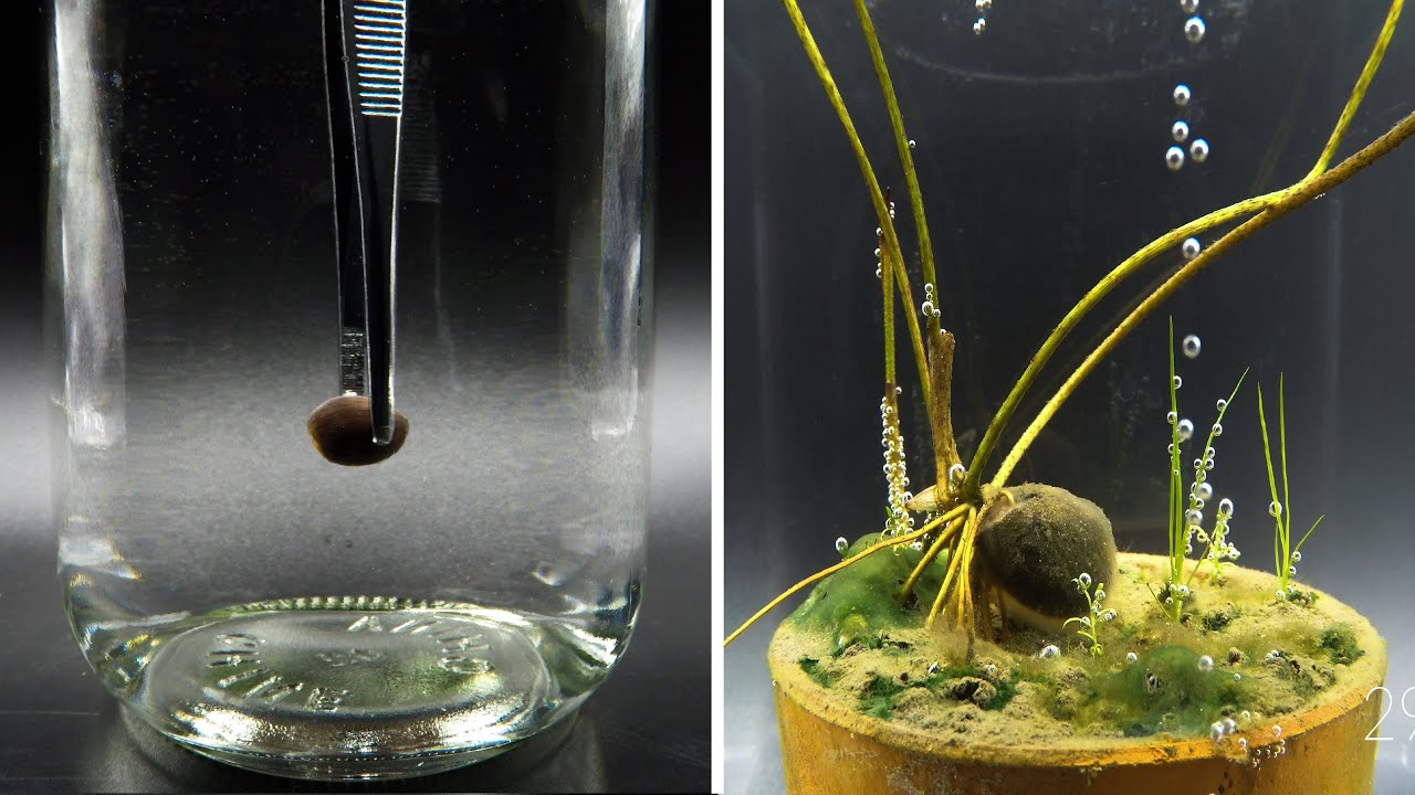 Growing pink lotus seeds underwater