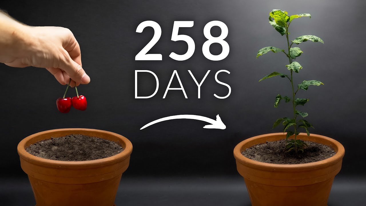 Amazing cherry tree growth in one mesmerizing video
