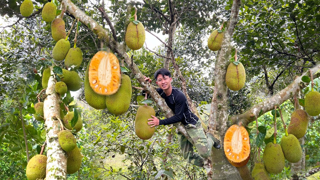 Harvesting giant jackfruit & selling in the market | 2 years off-grid!