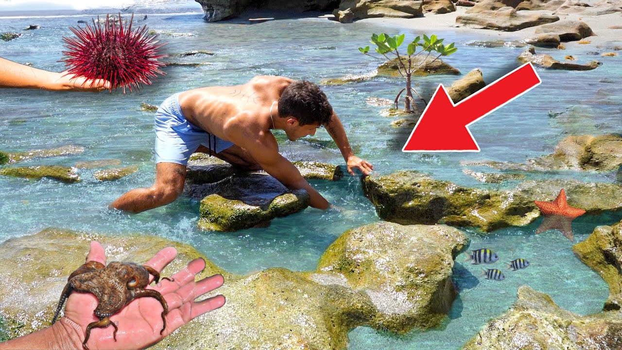 Catching exotic creatures out of tide pools!