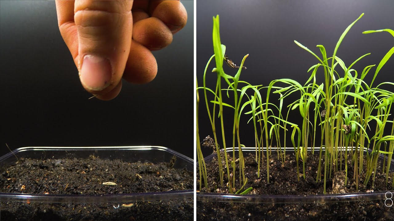 Growing fennel: A time lapse journey