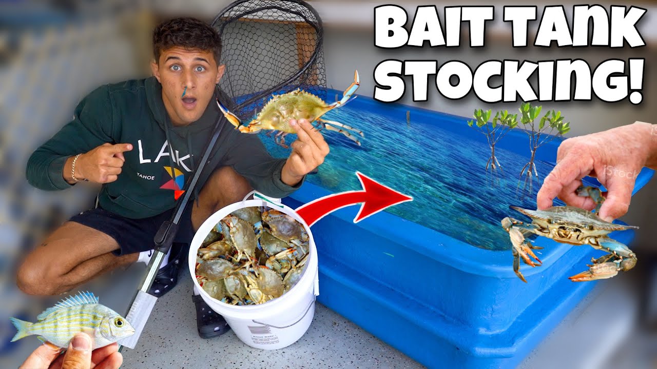Stocking tons of giant crabs for my saltwater bait pond!