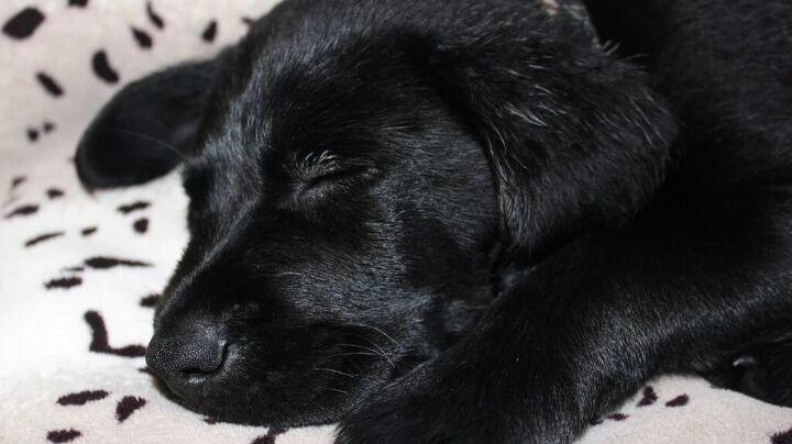 5 tips to help your puppy sleep through the night