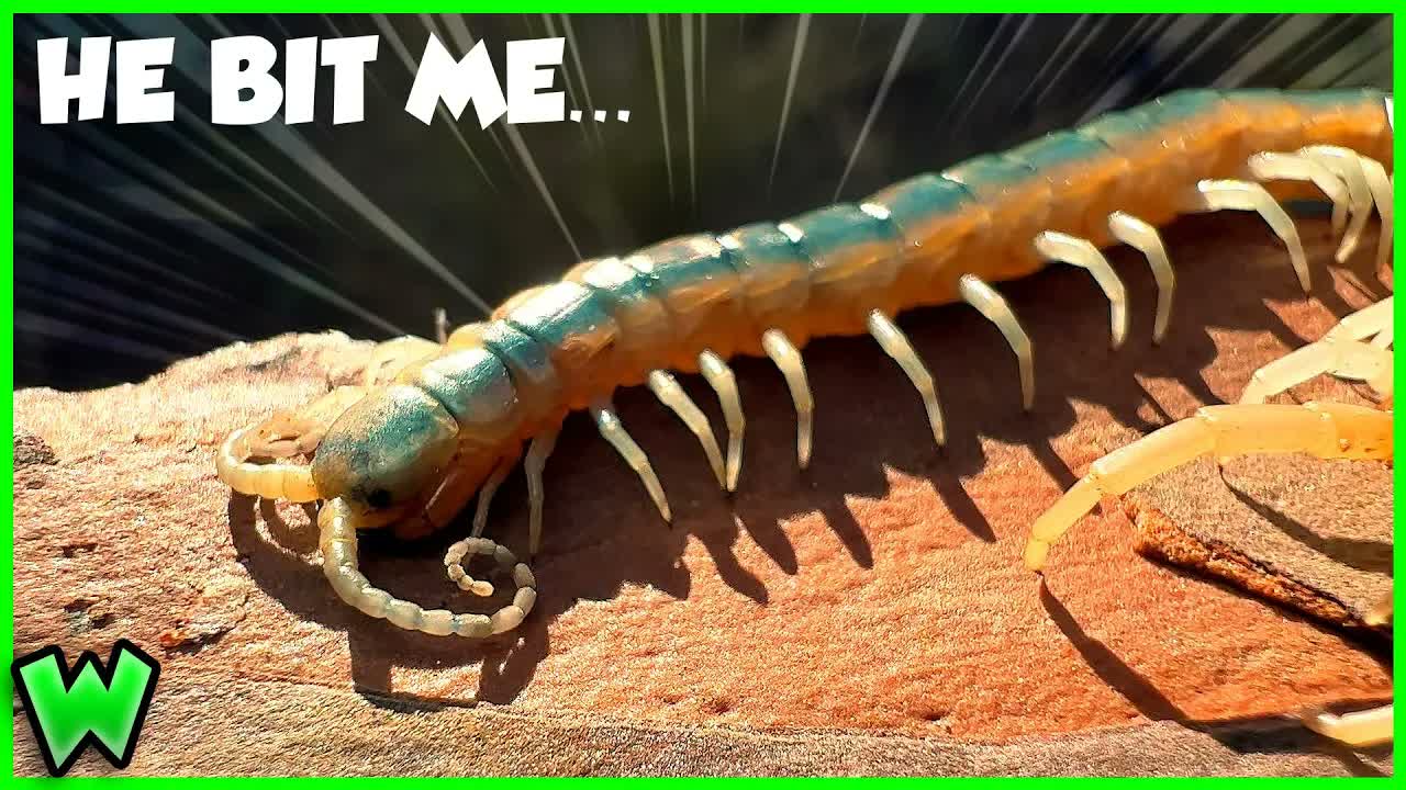 Watch what happens when a strange blue centipede strikes