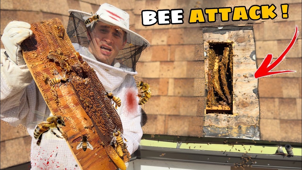 50,000 bees attacked us: our wild experience