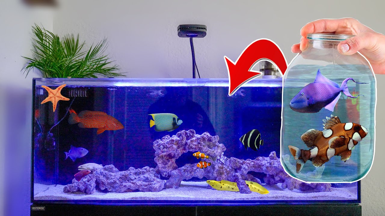 Buying new fish for my saltwater aquarium!