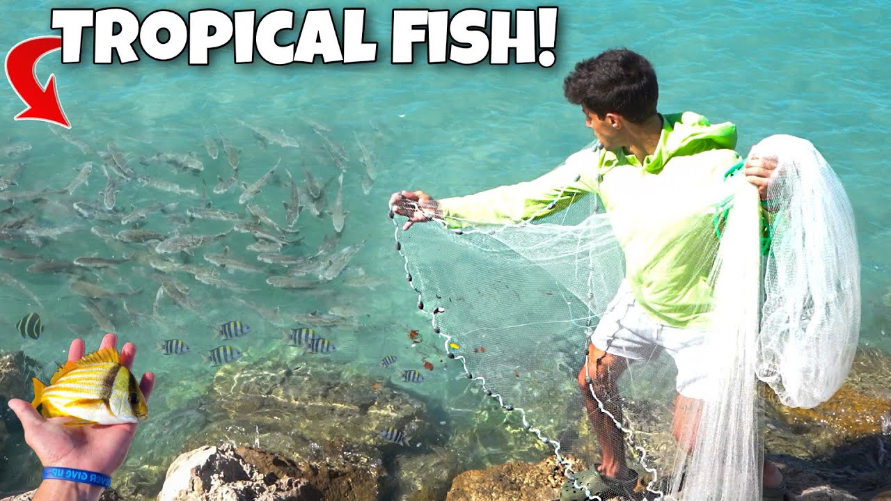 Cast netting hundreds of fish for my saltwater pond! *Feeding*