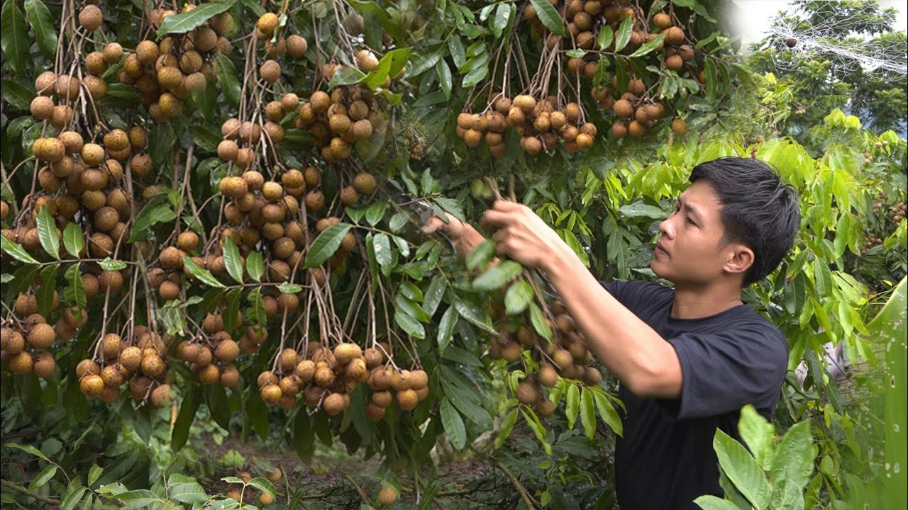 Selling fresh longan from the forest