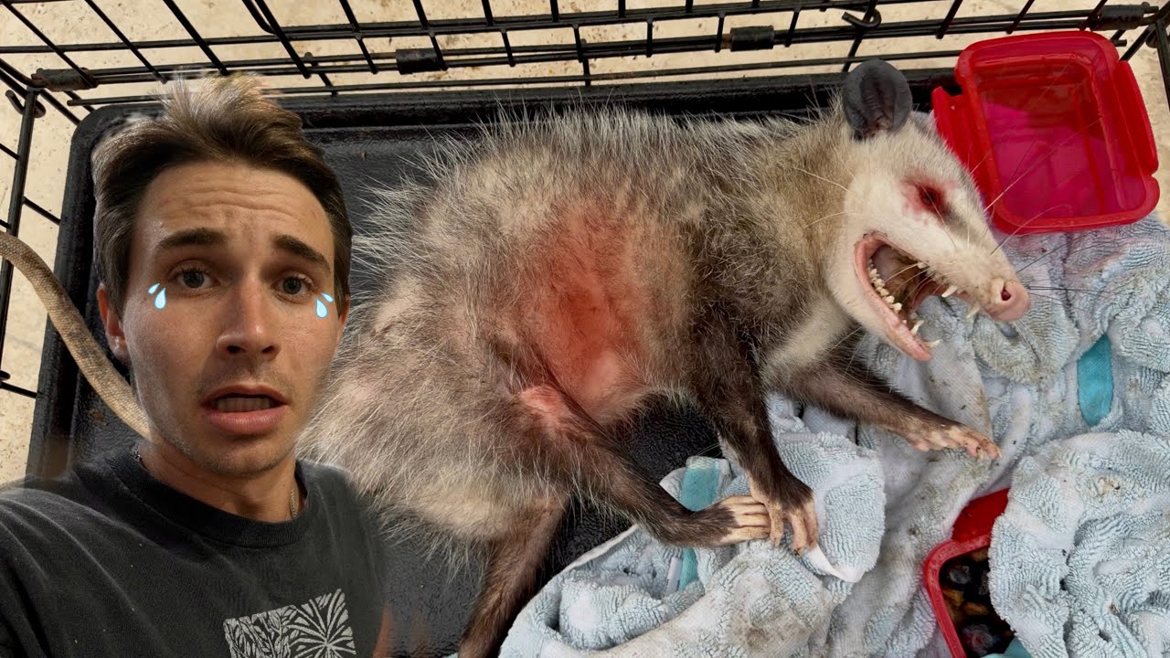 We saved this opossum after it was attacked by a predator!