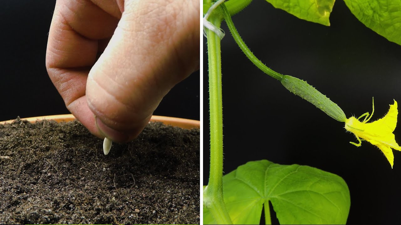Watch a cucumber grow from seed to fruit in days!