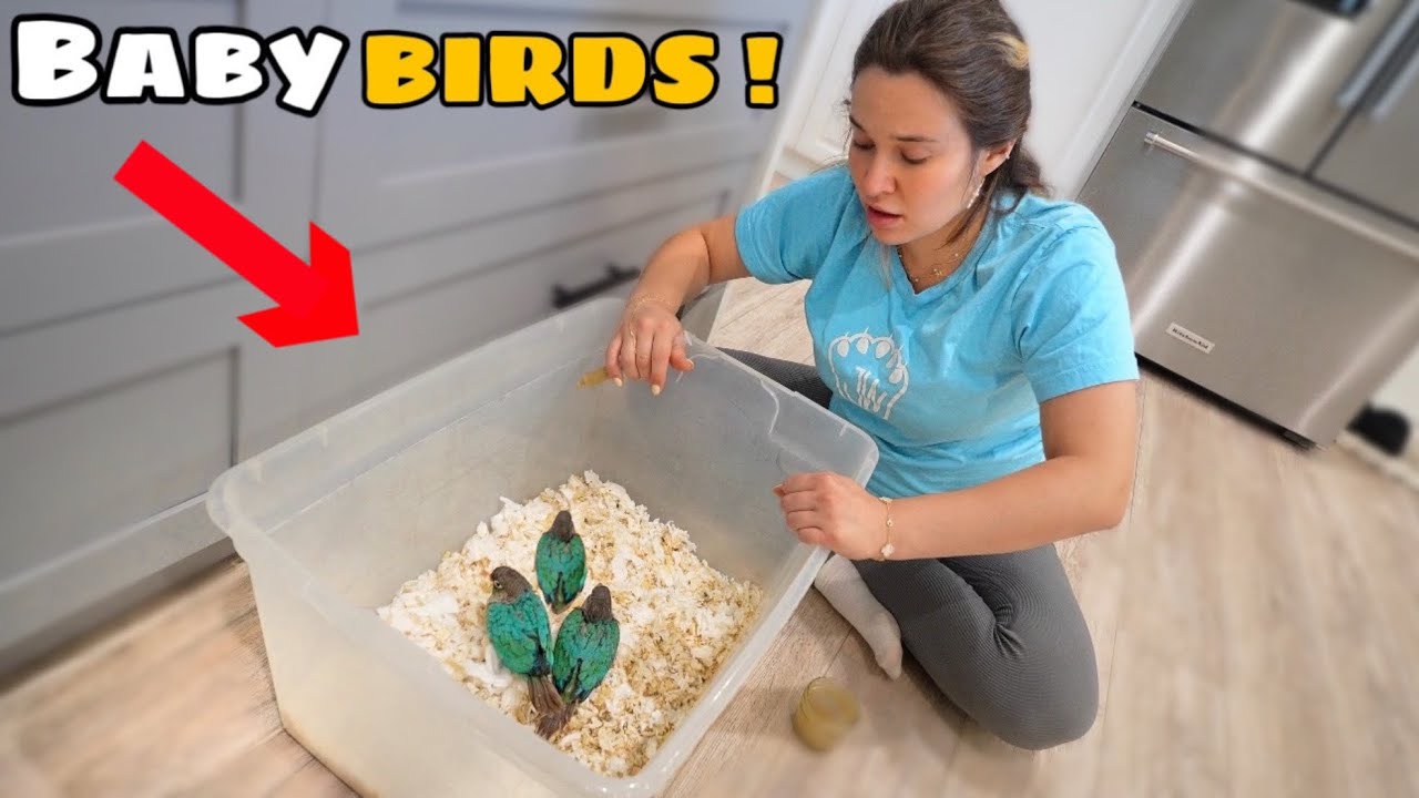 She saved these orphaned baby birds…
