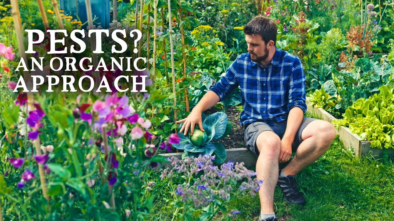 Natural pest control tips that really work!