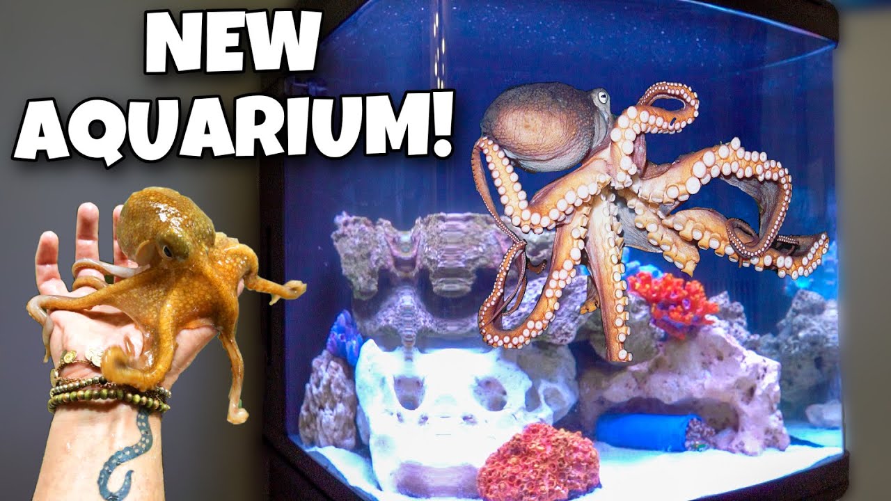 My exotic octopus gets his dream home!