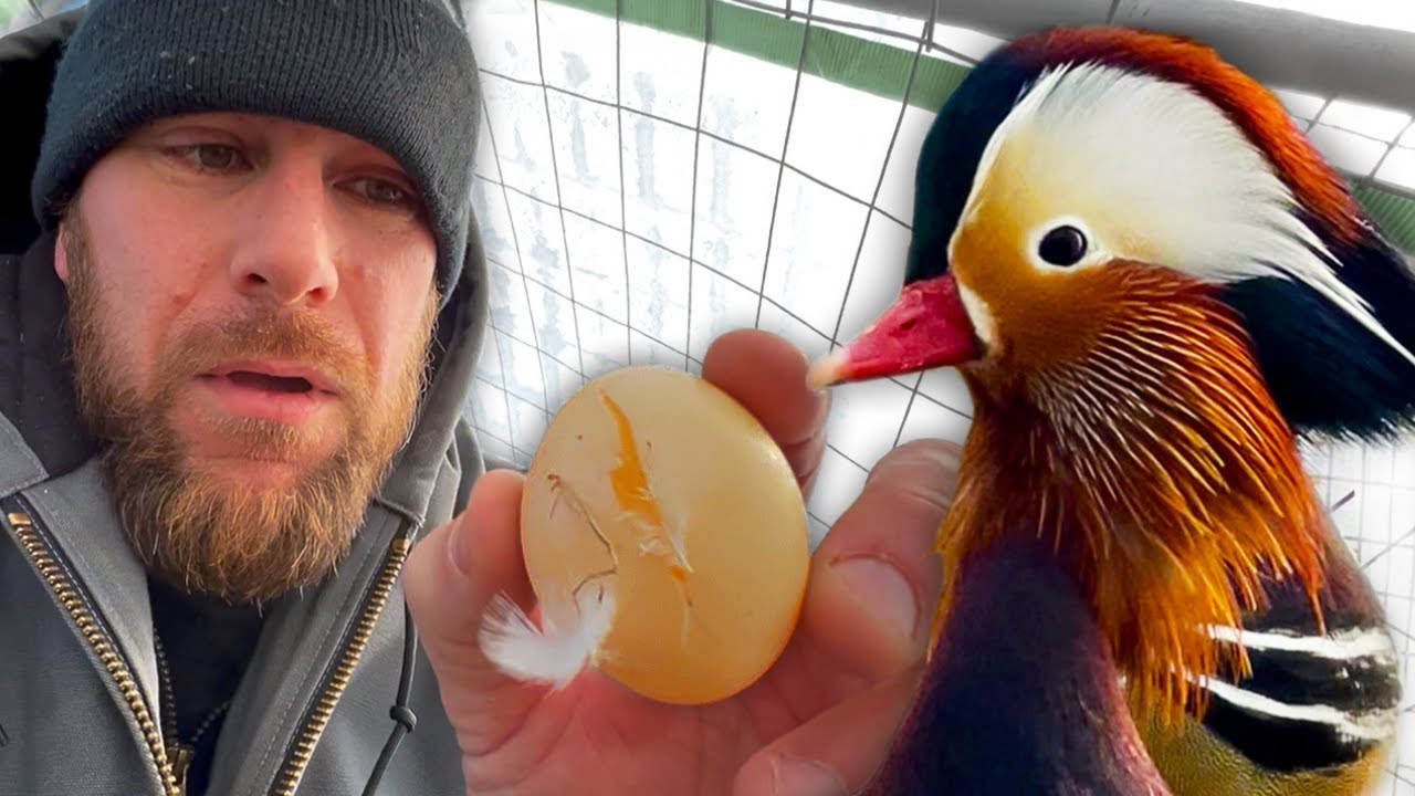 January's unique mandarin eggs