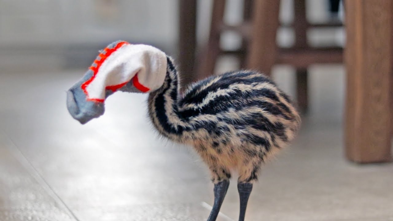 I just got a baby emu! 🦙