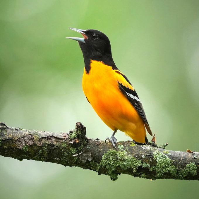 How to identify a Baltimore oriole bird