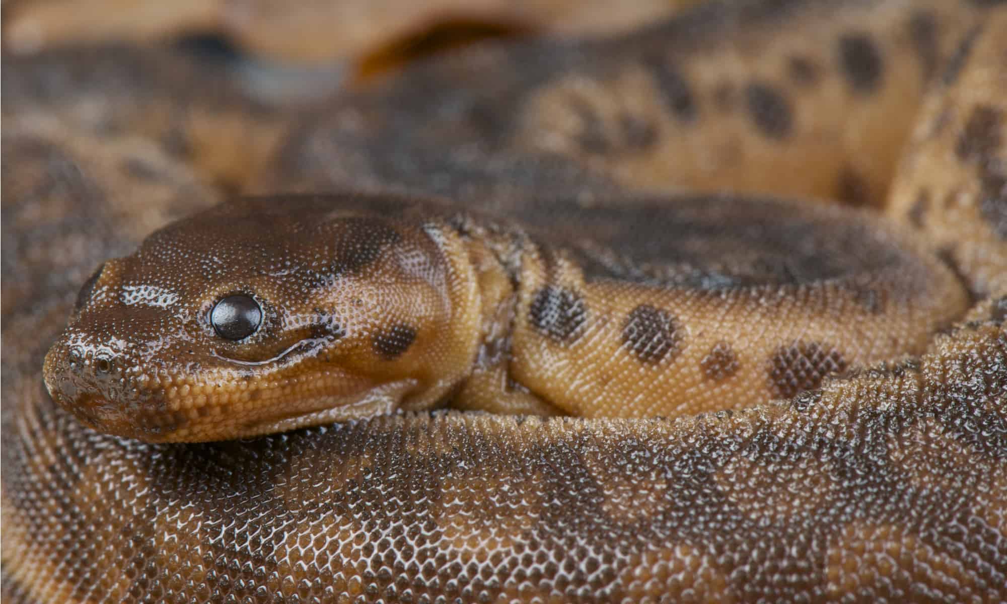 This 37-million-year-old ‘paradox snake’ sat in a museum drawer for 40 ...