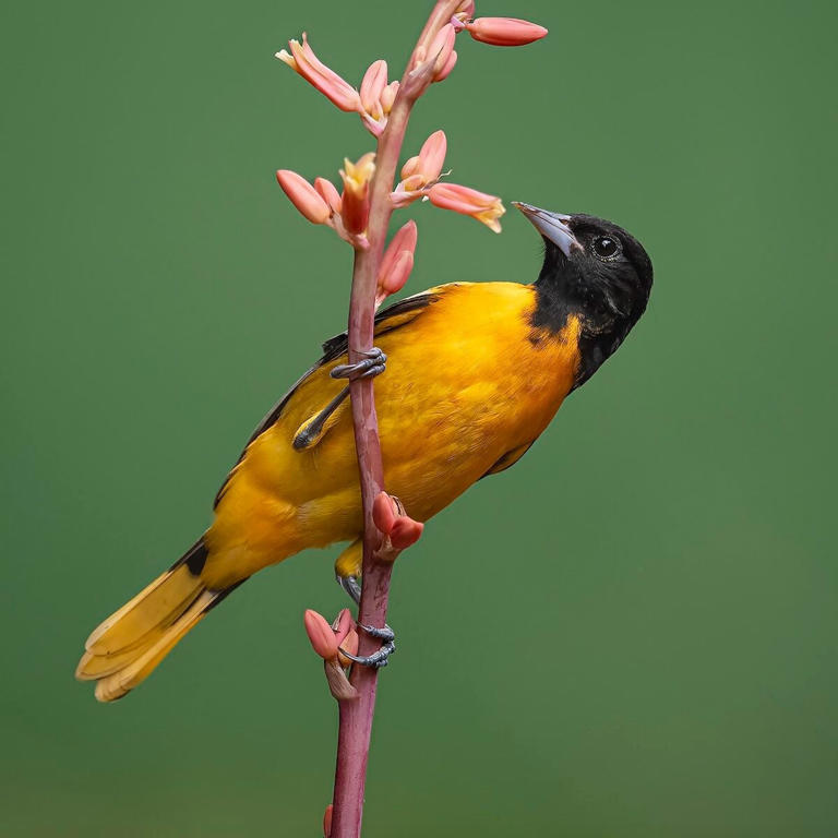 How to identify a Baltimore oriole bird