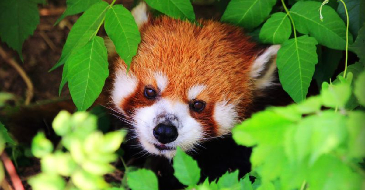 15 top-rated large zoos in the US worth the ticket price