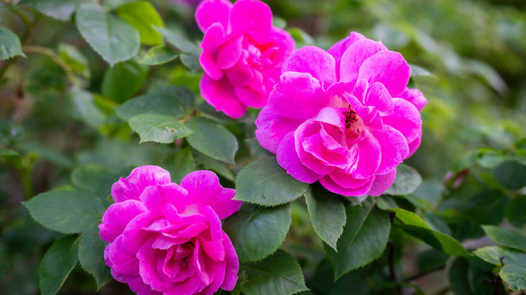12 types of once-blooming roses that shine in your flower garden