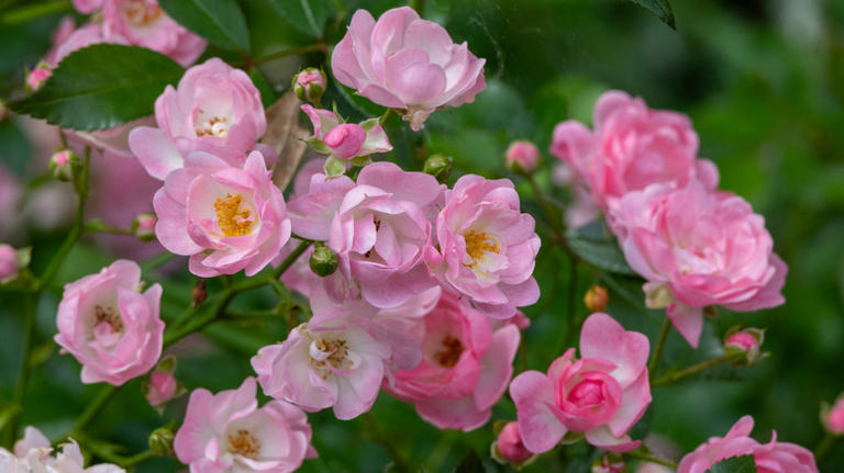 12 types of once-blooming roses that shine in your flower garden