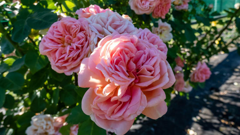 12 types of once-blooming roses that shine in your flower garden