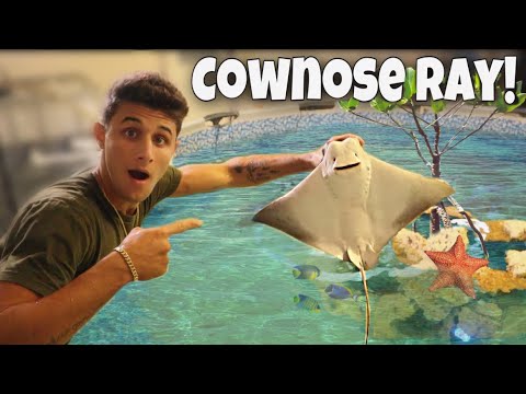 I caught an exotic stingray for my pond!🐟
