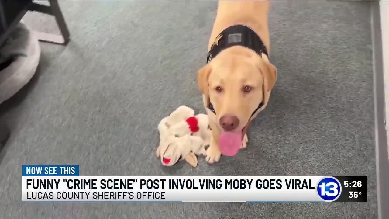 Funny 'crime scene' post involving LCSO K9 makes waves