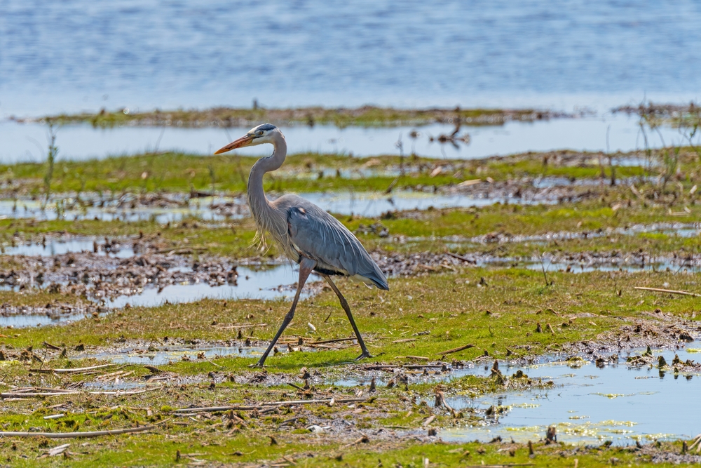 17 US wildlife refuges that make summer feel like a nature field trip