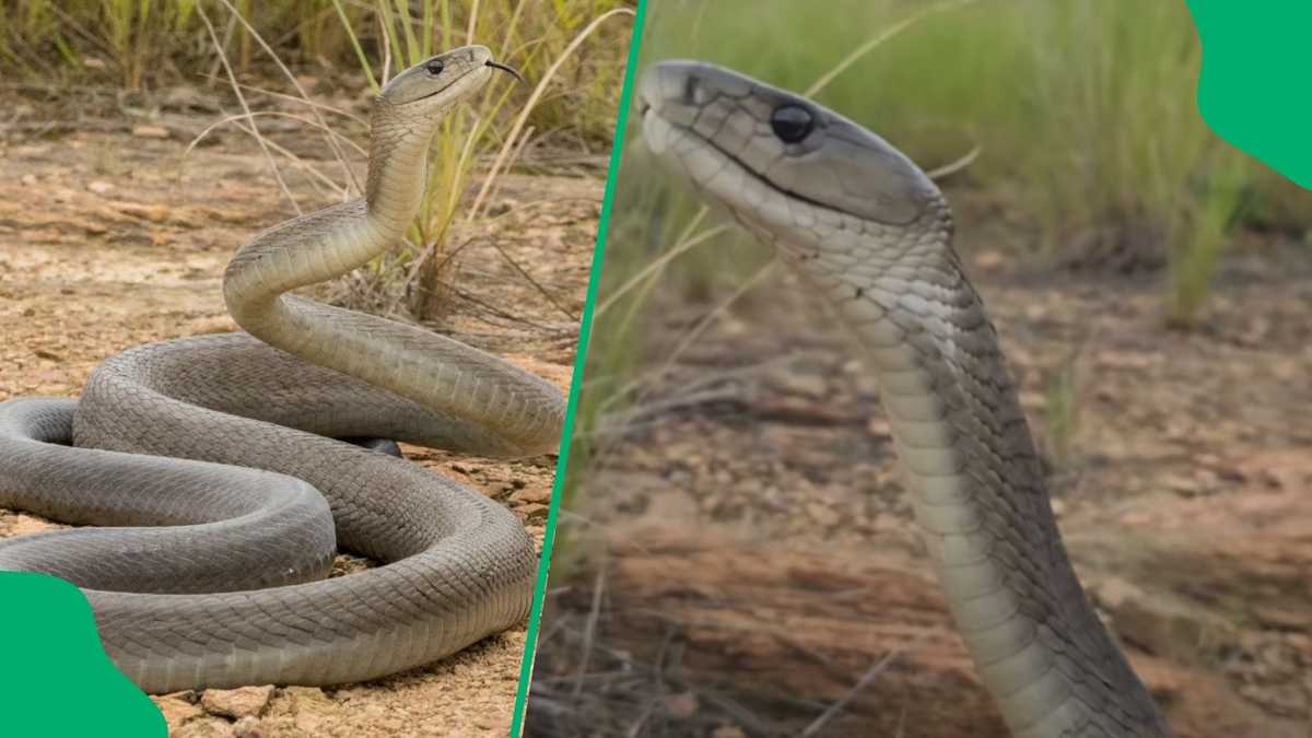 Most deadly snake: Sounds of a black mamba caught on camera by KwaZulu ...