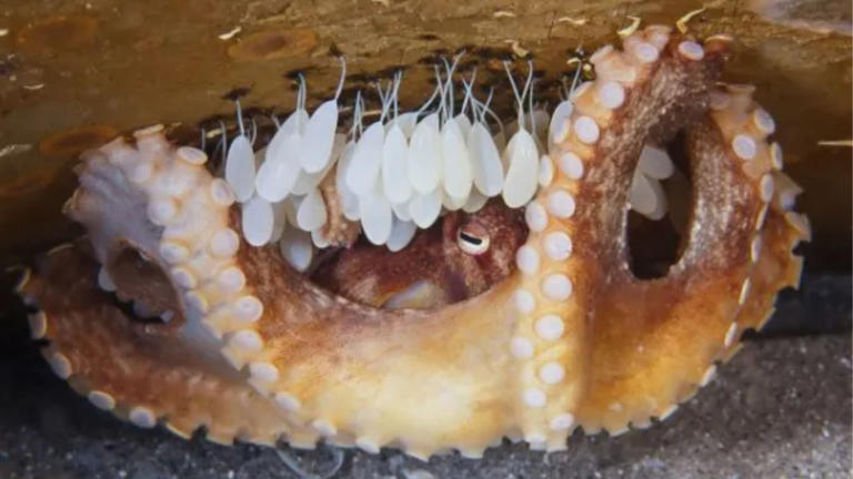 Alerta urgente de los expertos: si ves estos huevos blancos cerca del ...