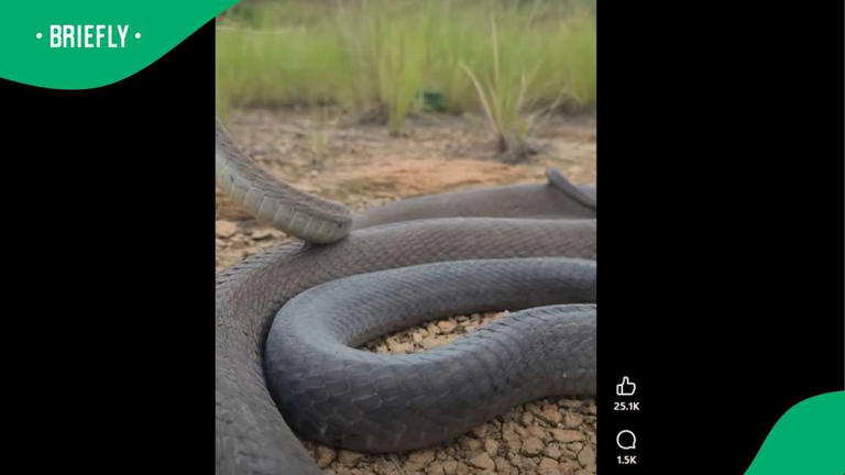 Most deadly snake: Sounds of a black mamba caught on camera by KwaZulu ...