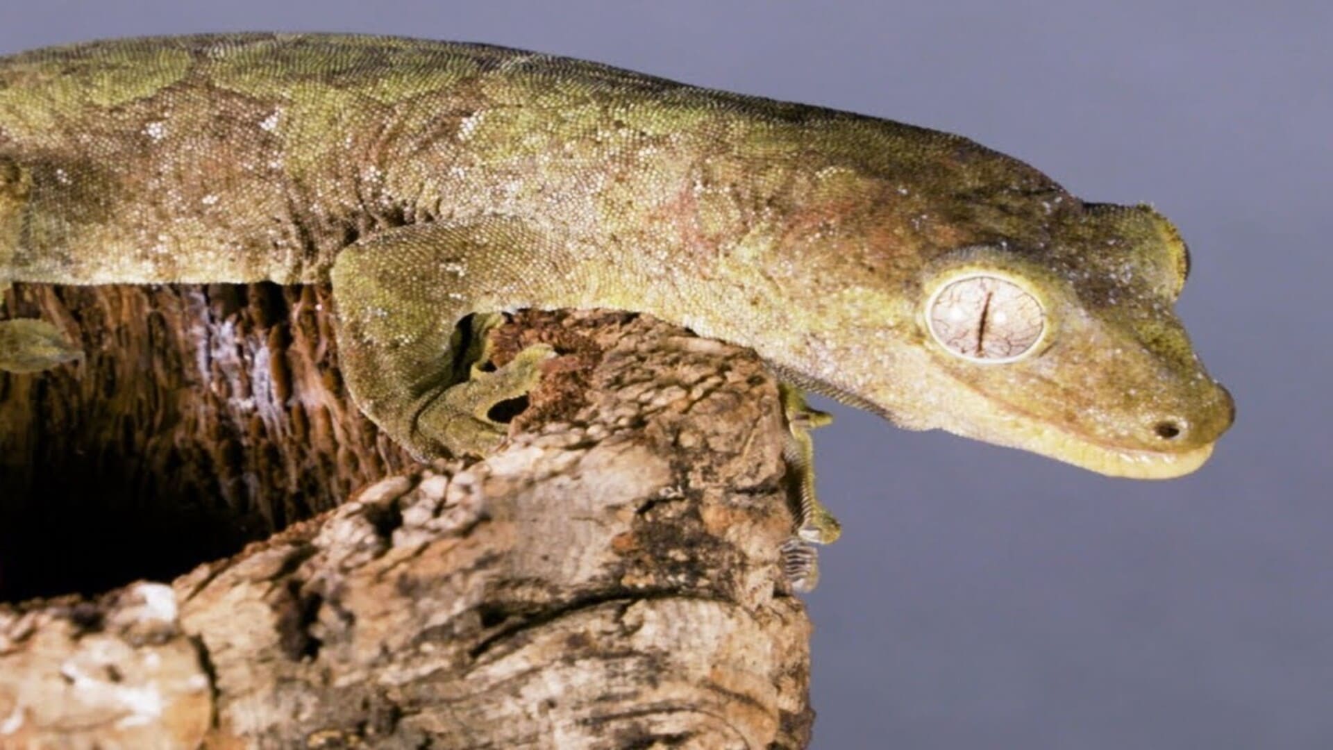 New Caledonian giant gecko, the largest living gecko