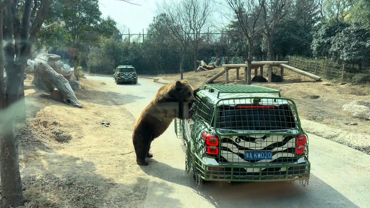 Bear approaches vehicle window in Liaoning, China