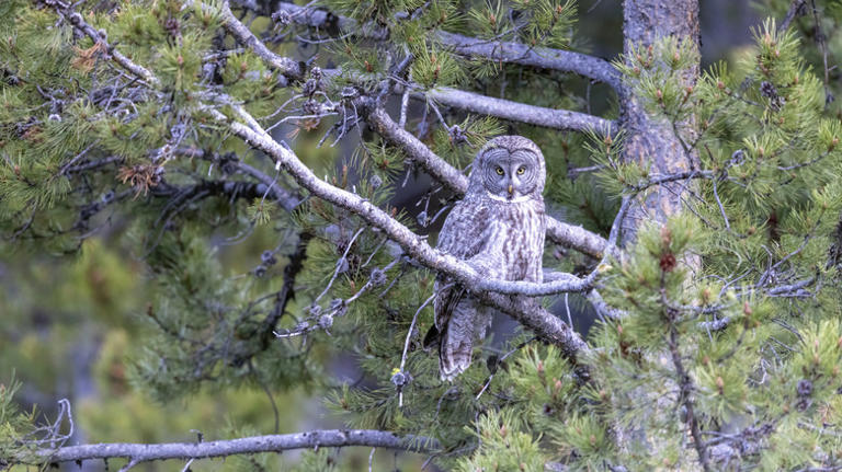 Plant these trees to turn your yard into an inviting oasis for owls