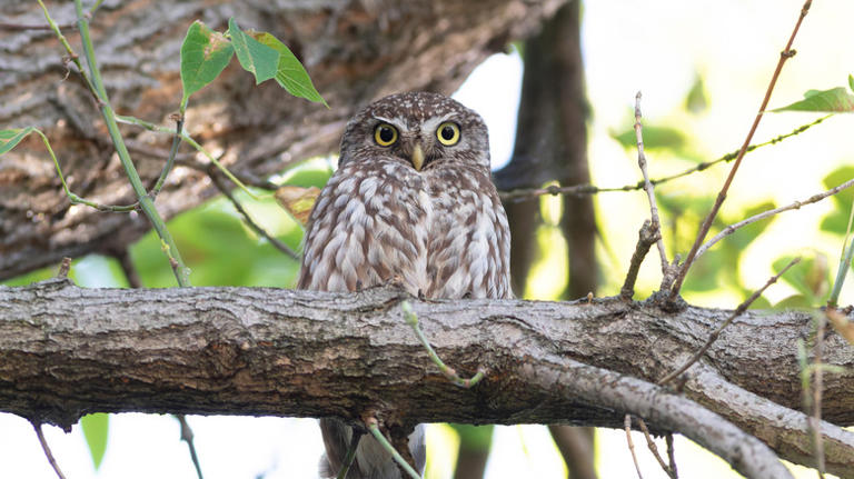 Plant these trees to turn your yard into an inviting oasis for owls