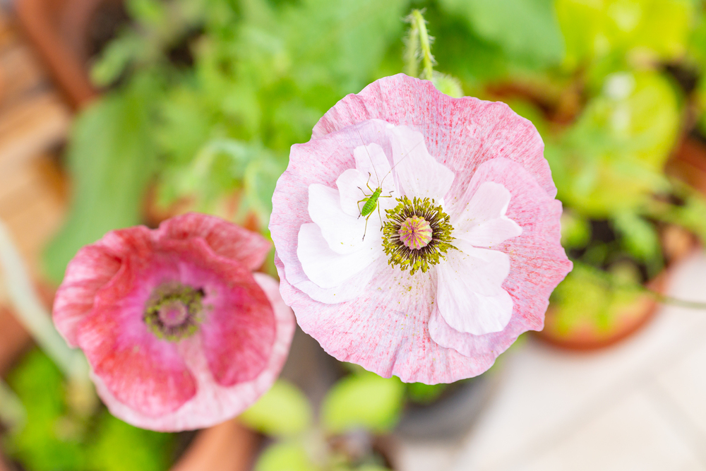 20 tips for growing a vintage-inspired flower garden
