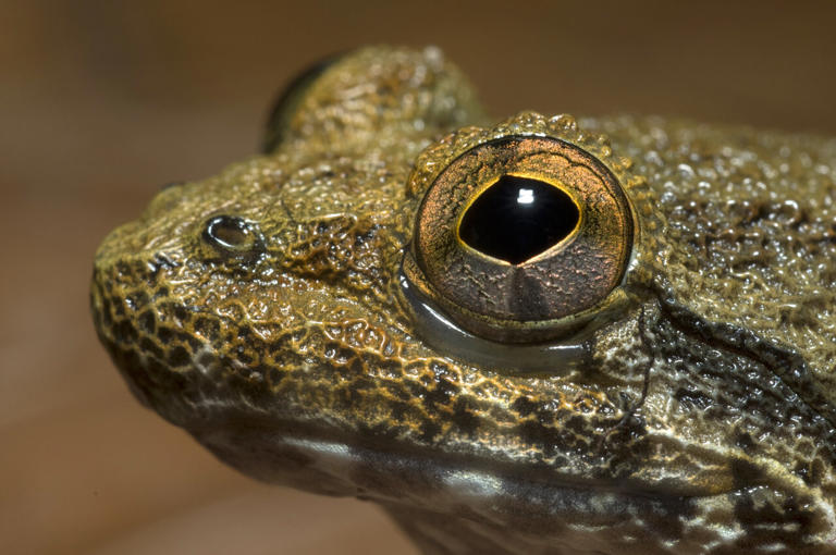 A fanged frog long thought to be one species is revealing itself to be ...