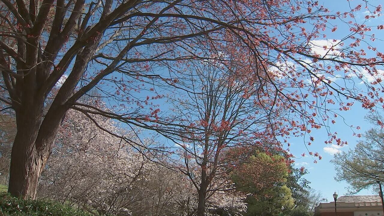 High pollen counts bring sneezing, itchy eyes across metro Atlanta